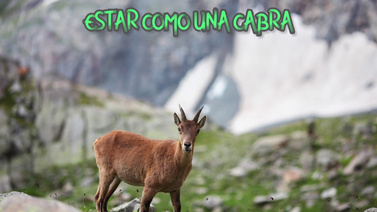 Spanish idioms (locuciones idiomáticas) - Estar como una cabra - YouTube