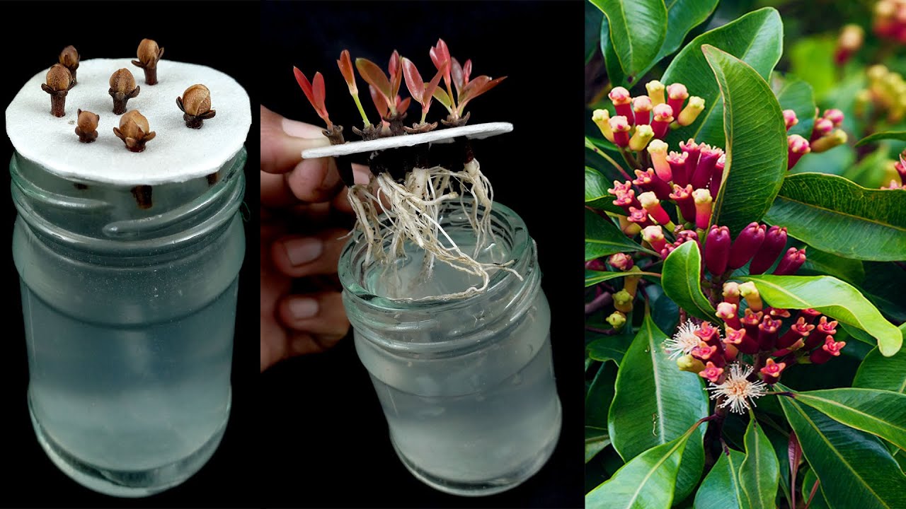 How to Propagate Clove Plant at Home || How to Grow Clove from Seeds ...