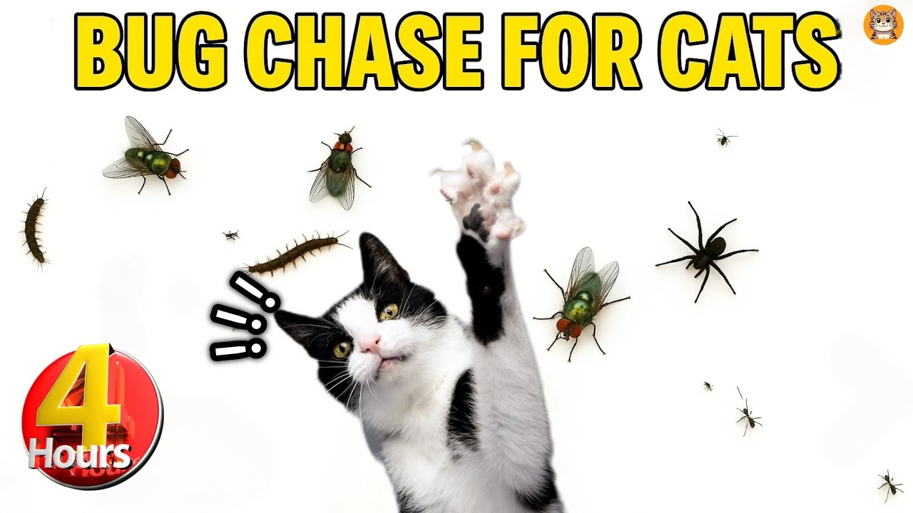 Cat TV: 4-Hour Insect Chase on White Screen 🐛 | Non-Stop Fun ...