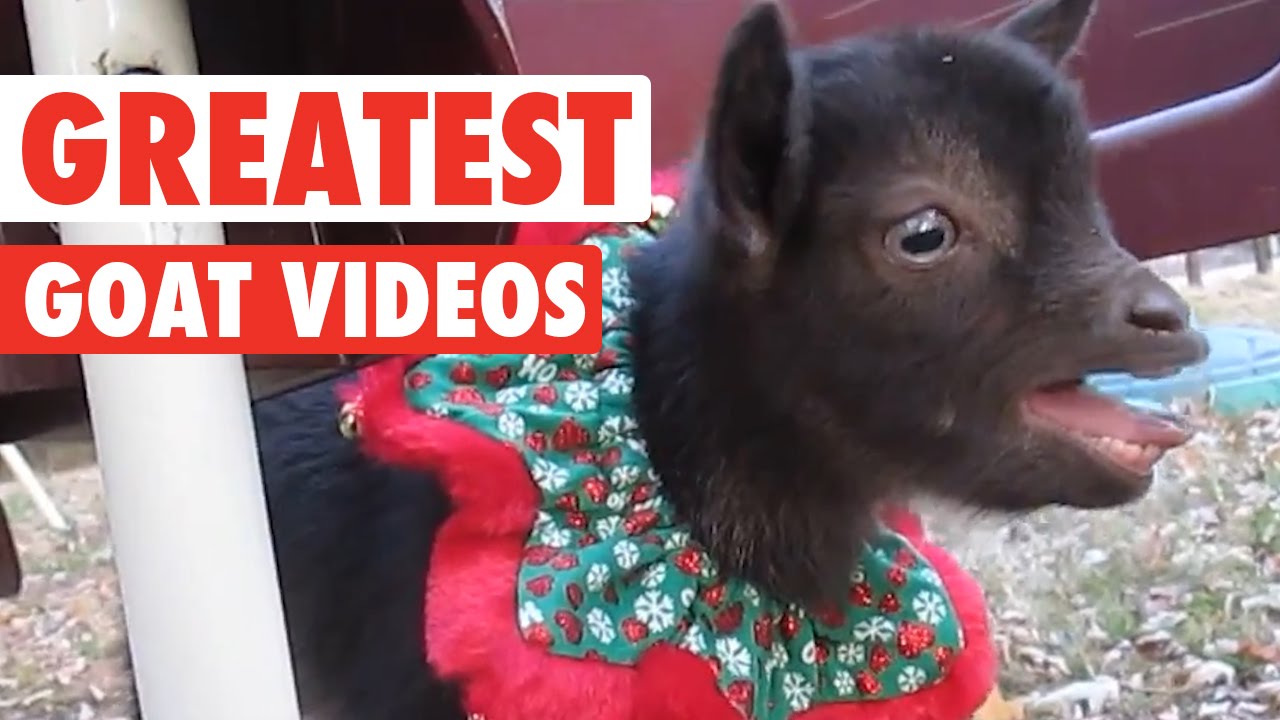 Greatest Goats || Awesome Compilation - YouTube