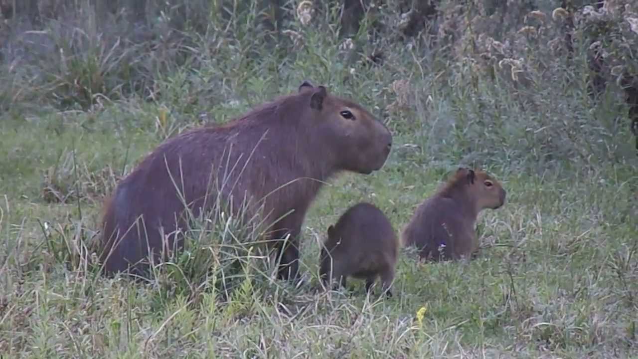 Carpincho con crías - YouTube