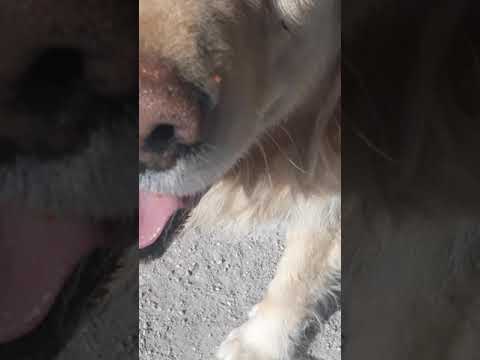 köpeğe yemek verdik /oyun oynadık