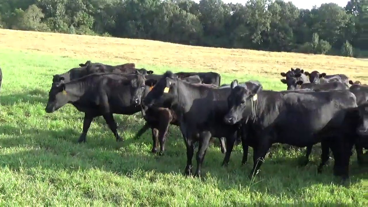 720# Raised Heifers Arab Livestock Market 9-15-2020 - YouTube