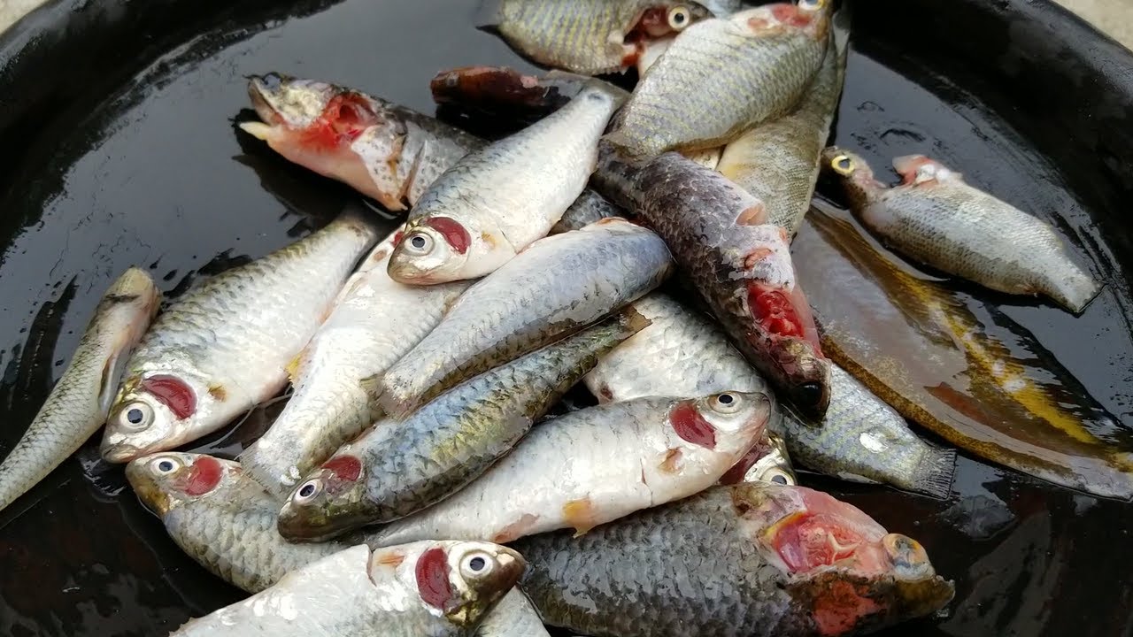 Deshi Choto Mach Cutting & Scaling | Mix Small Fish Cutting - YouTube