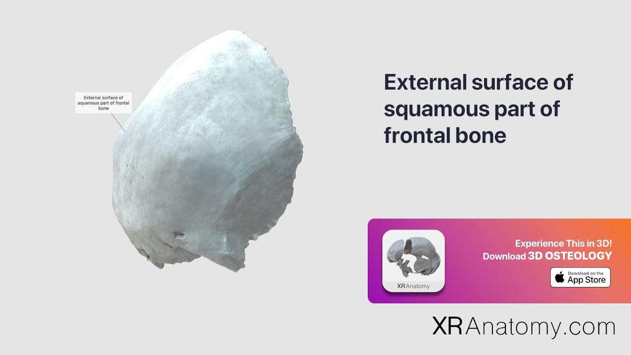 External surface of squamous part of frontal bone - YouTube