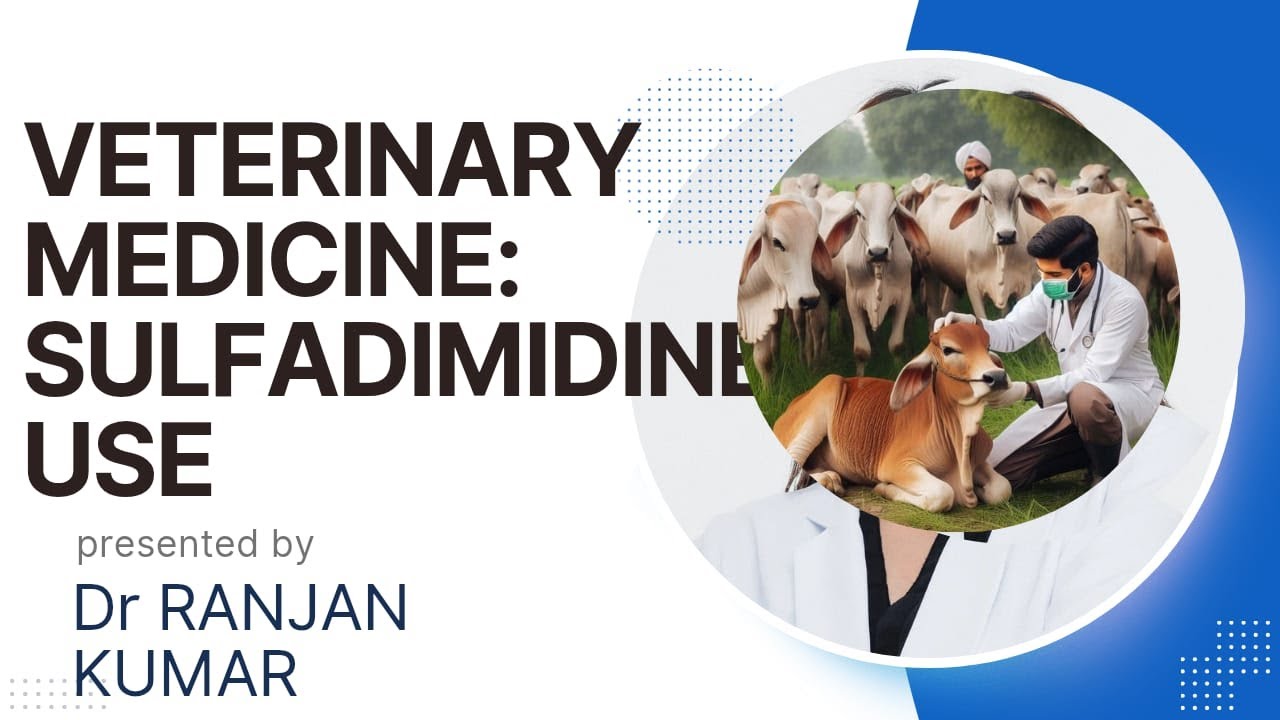 Sulfamethazine (Sulfadimidine) in Veterinary Medicine | Clinical Uses ...