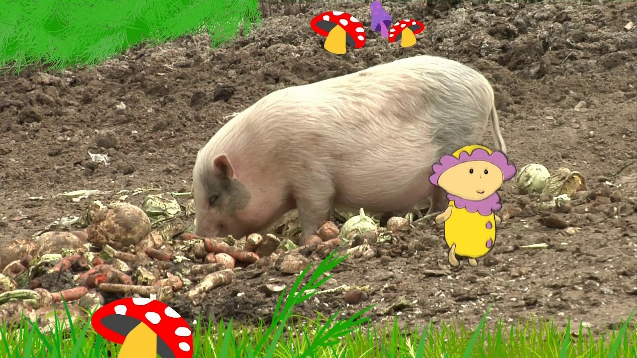 Let’s See The Animals! | 42 | ducktv favorites | ducktv - YouTube