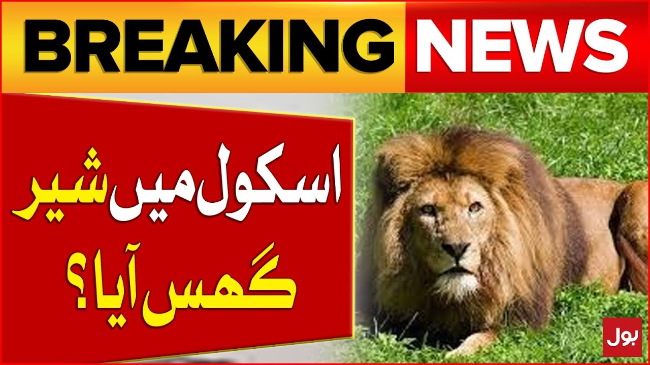 Shocking News | School Closed Due To Lion | Breaking News - YouTube