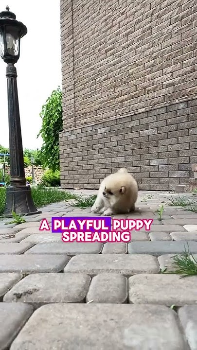 If you could be any animal, what would you be?I#shorts #viral # ...