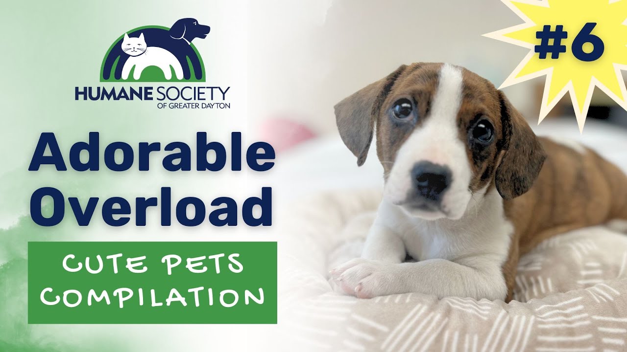 Adorable Overload 6 - A Cute Animals Compilation from the Humane ...
