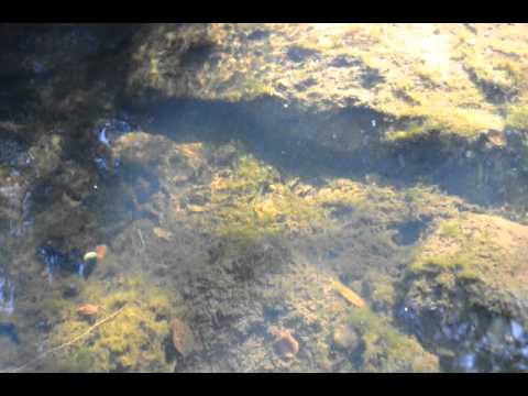 Baby Steelhead Trout in Boulder Creek - YouTube