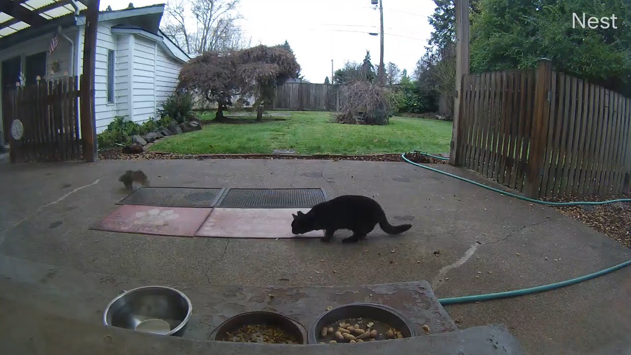 Meet our newest cat family edition - Snippy Panther! (mMc 2422) - YouTube