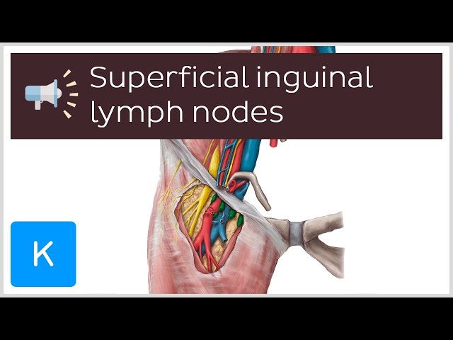 Inguinal Nodes