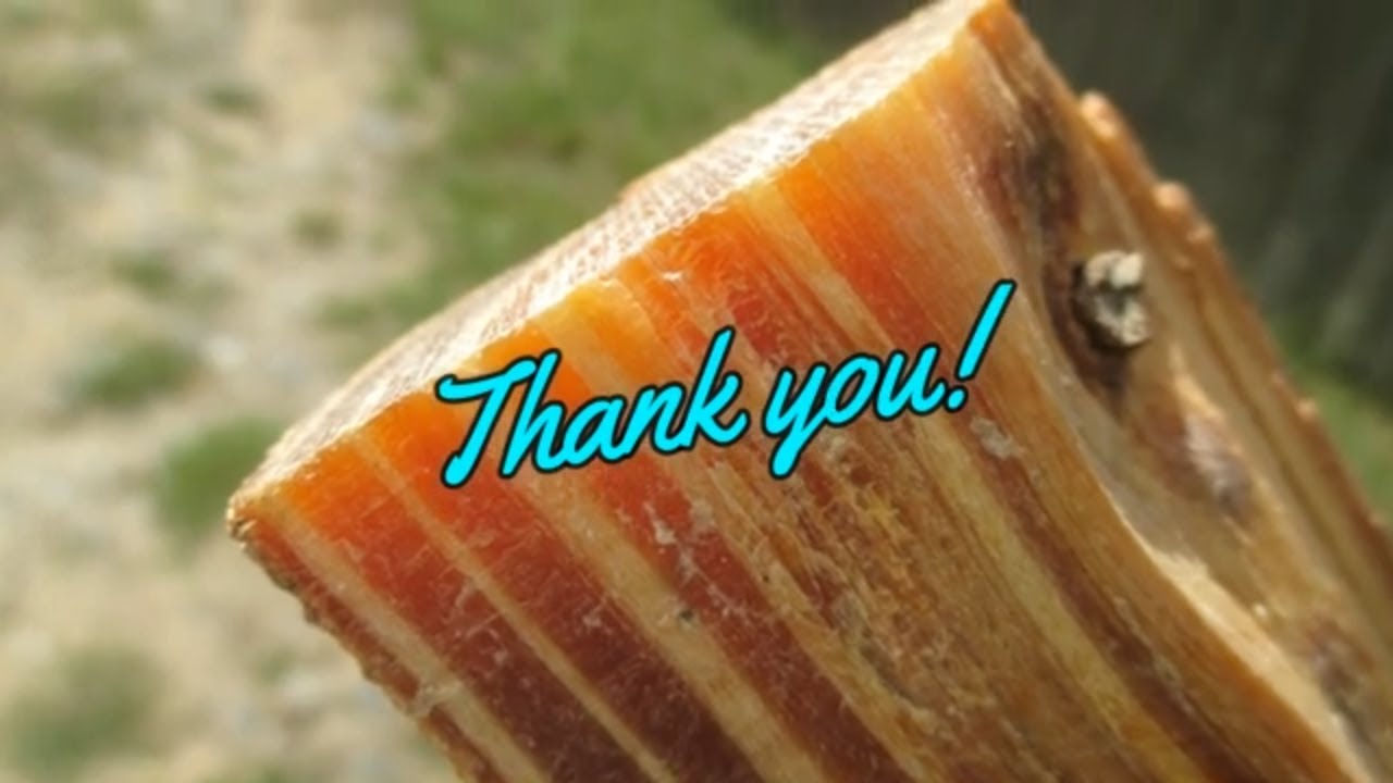 Florida Bacon Wood From David Burkhalter Fatwood Friday - YouTube