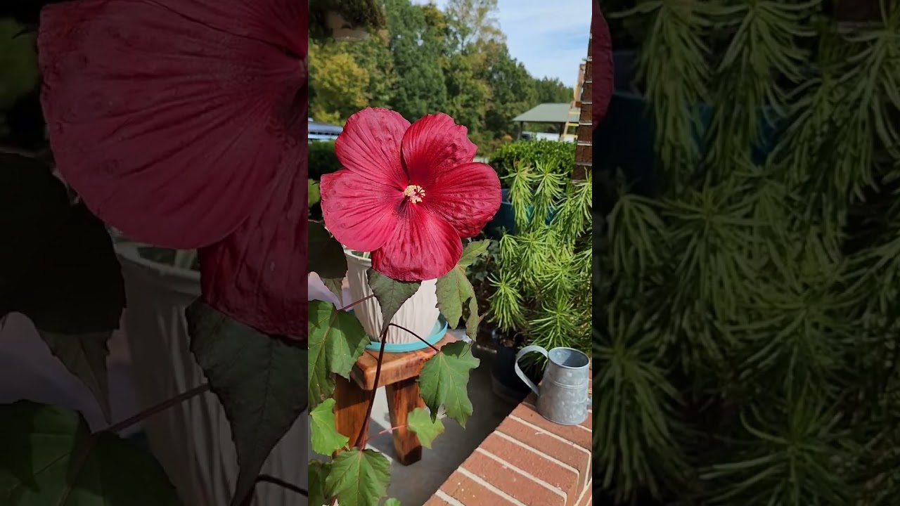 Mi Bella Flor de Hibisco💃 - YouTube
