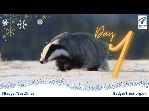 Badger Trust Badger Advent Day 1 2023