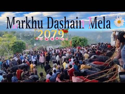 “Markhu ko Dashain:😳Celebrating tradition and togetherness in Achham ...