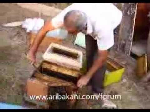 Arı bölmek, arıcılık eğitim videosu