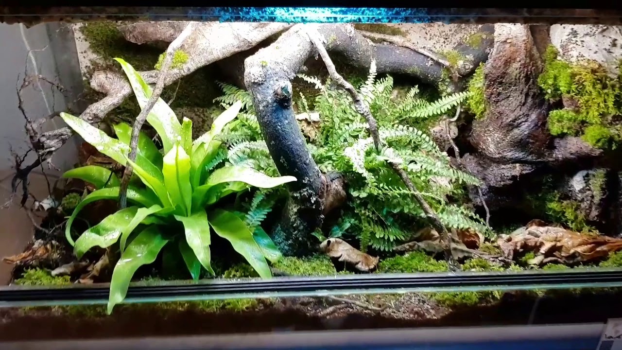 Royal Python Natural Vivarium YouTube Royal Python Natural Vivarium YouTube