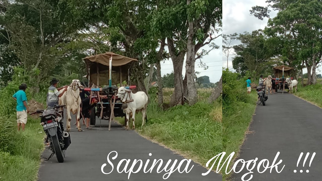 Gerobak Sapi Tradisional || Ngambek Nggak Mau Narik Gerobak !!! Sapinya ...
