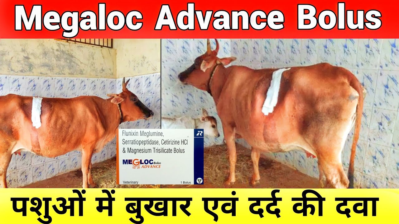 पशु के बुखार/दर्द की दवा | Megloc Advance Bolus Uses/ Benifits in hindi ...