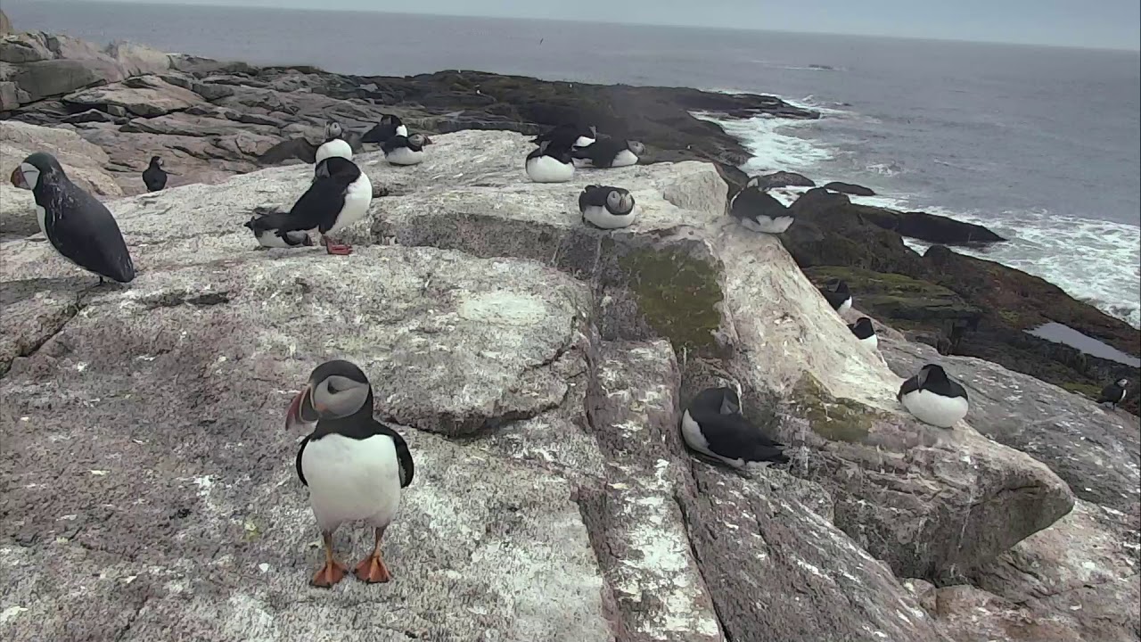 Puffin Loafing Ledge Cam 06-18-2018 06:28:46 - 07:28:47 - YouTube