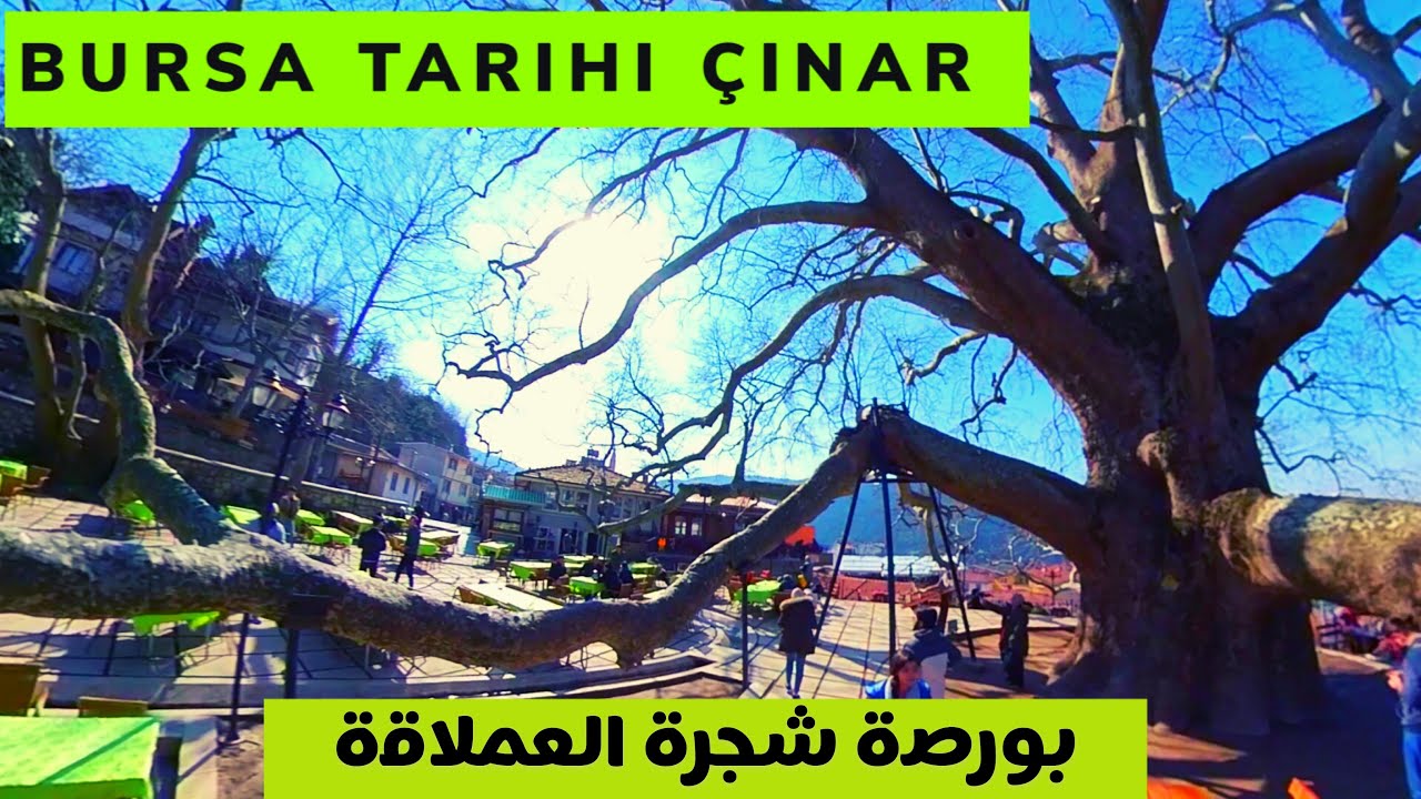 السياحه في بورصه الشجره العملاقه عمرها 600سنه A giant 600-year-old ...