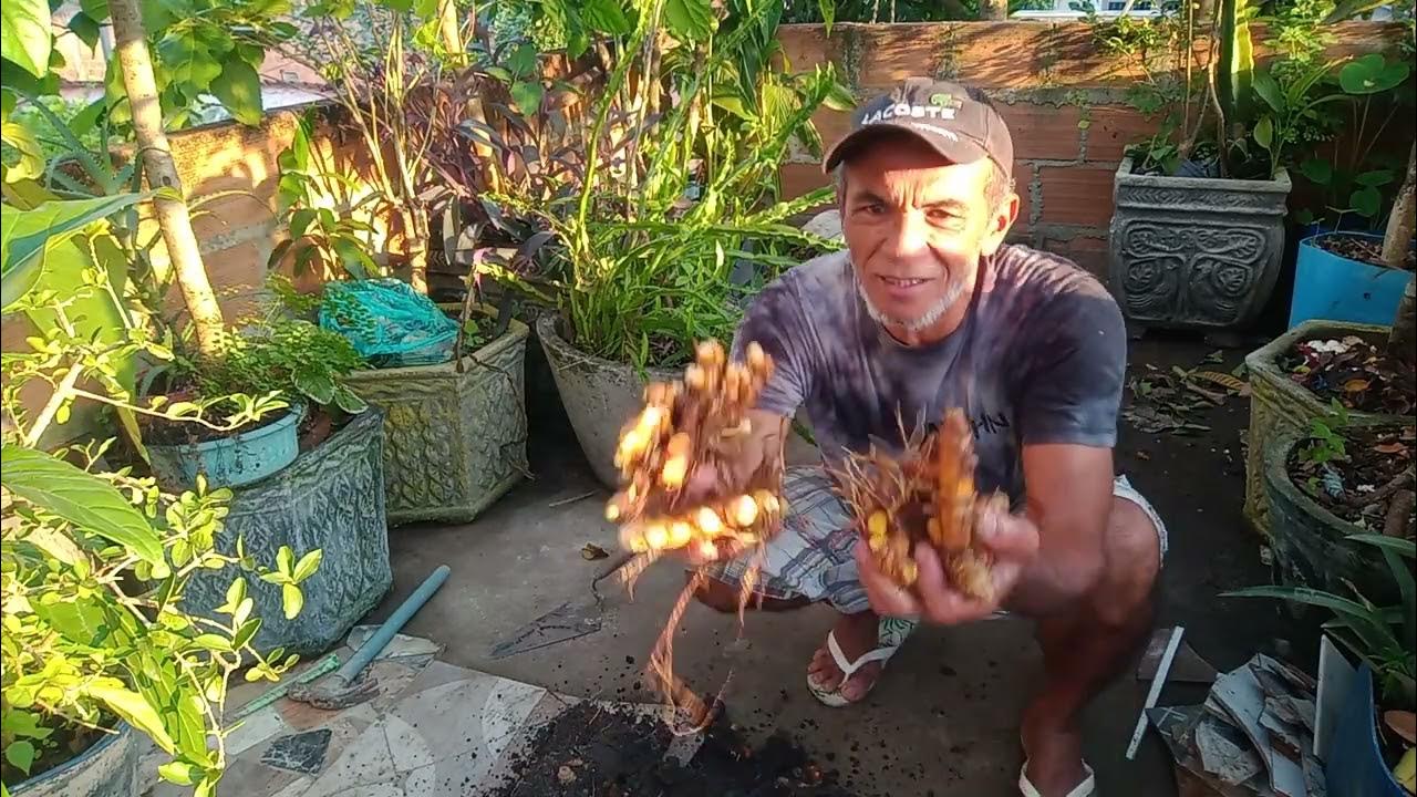 Colheita De Cúrcuma No Vasoassafrão Youtube