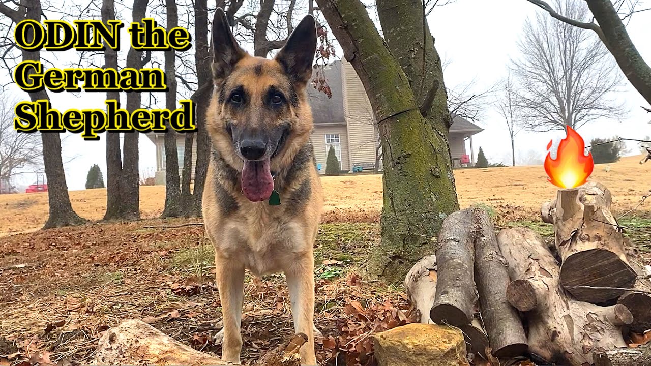 German Shepherd Time - YouTube