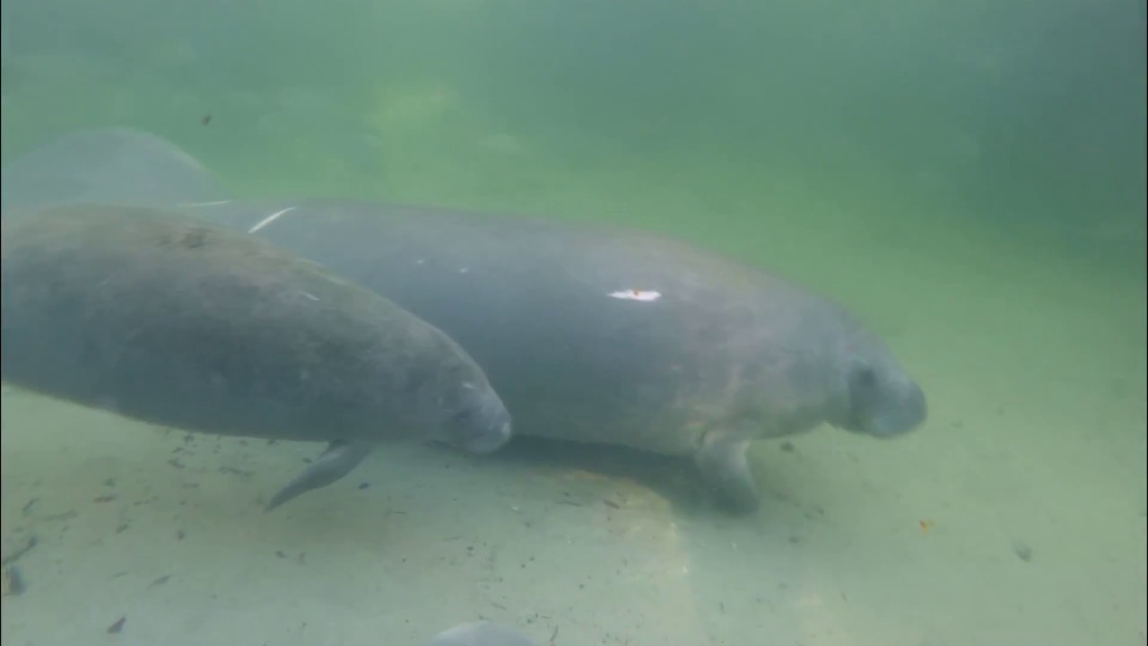 Manatees Lemon and Lime March 17, 2017 - YouTube