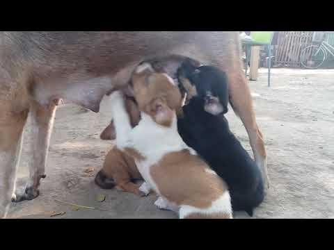 Anjing lagi menyusui anaknya
