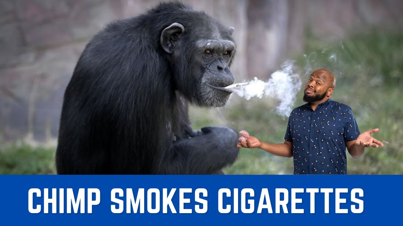 Chimp Smokes A Pack Of Cigs A Day - YouTube