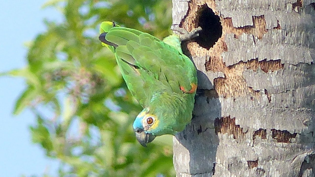 Papagaio Verdadeiro - Amazona aestiva - Turquoise-fronted Parrot - YouTube