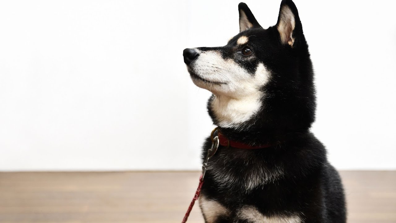 Exploring With Your Energetic Shiba Inu | Exercise & Mental Stimulation ...