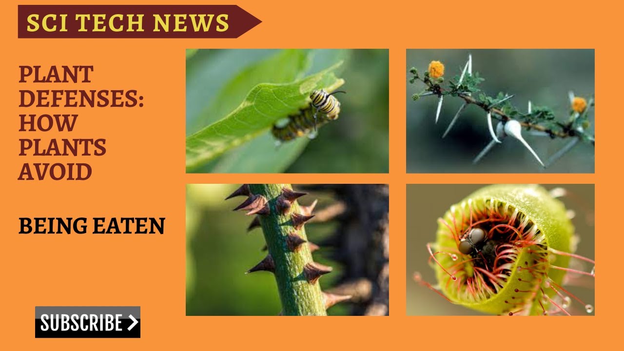 Plant Defenses: How Plants Avoid Being Eaten|Sci tech news|plants ...