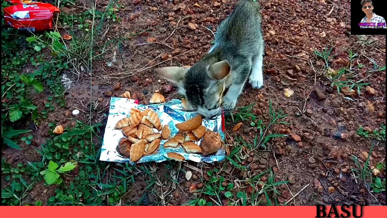 helping CAT - YouTube