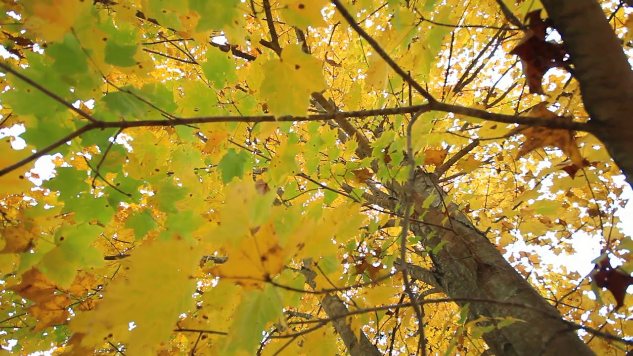 inside fall tree canopy - YouTube