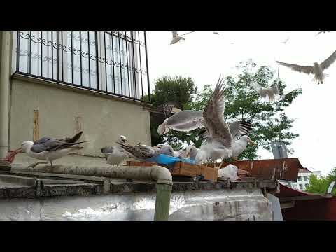 Şehirde Martılar & Seaguls in Istanbul
