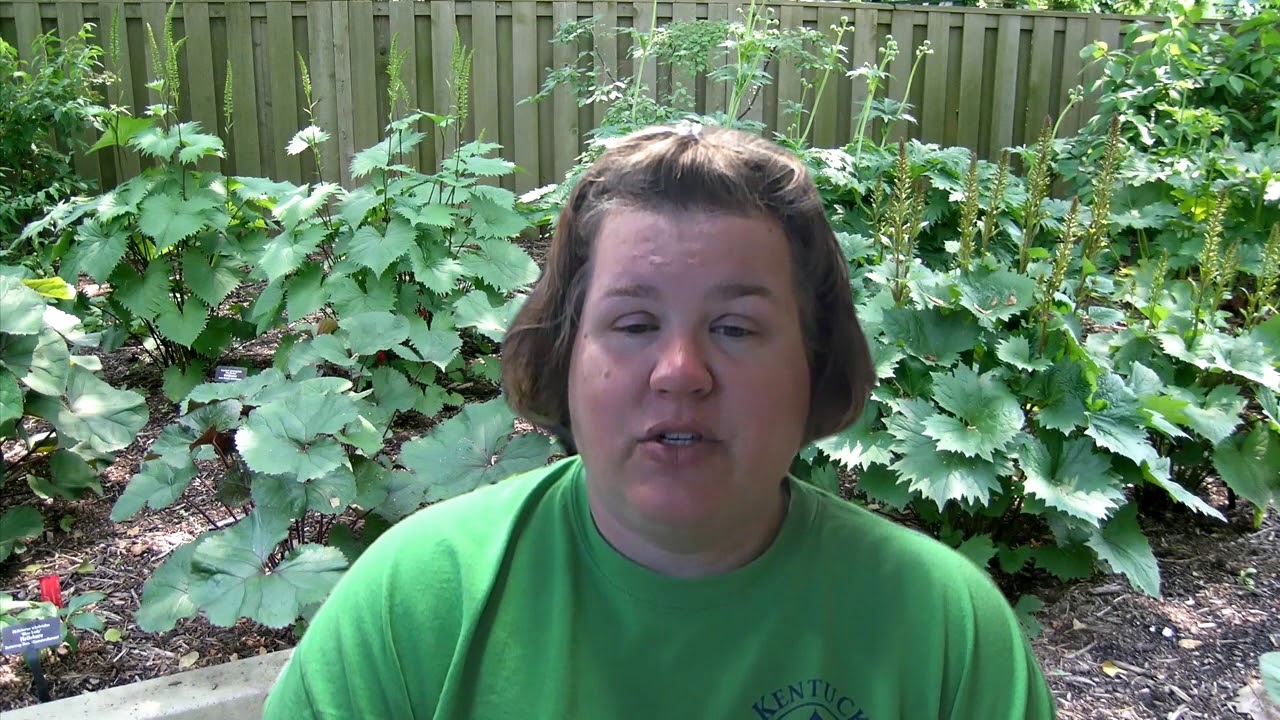 Amy's garden tips ep1 - YouTube