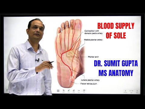 BLOOD SUPPLY OF SOLE - YouTube