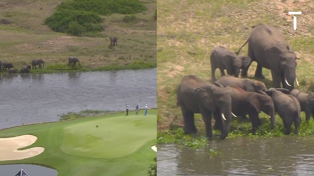 Elephants STOP Golfers Playing! - YouTube