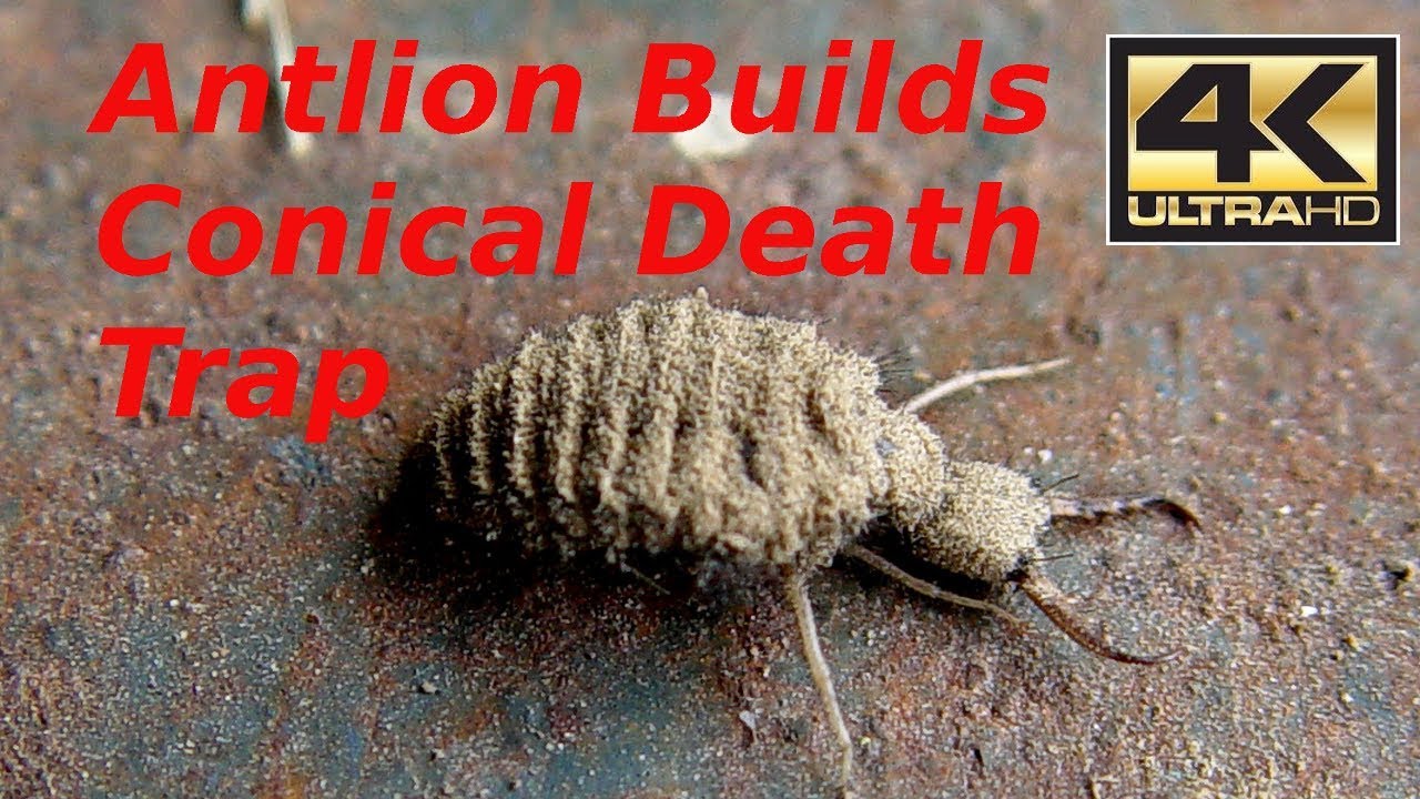 Watch an Antlion Build Cone Trap - YouTube