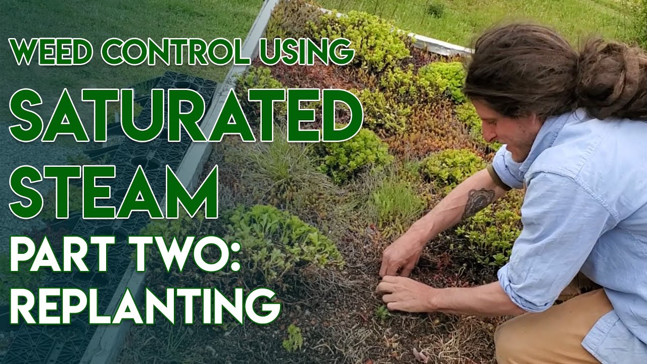 Green Roof Weed Control Using Saturated Steam - Part Two: Replanting ...