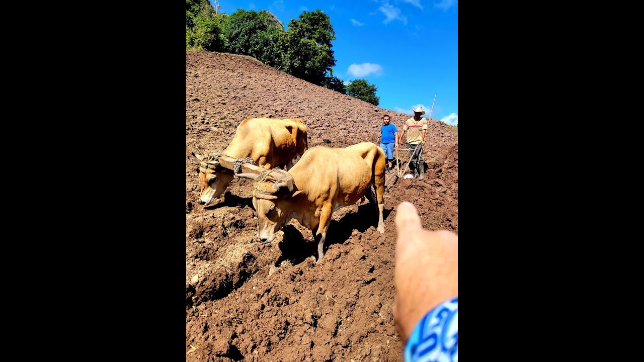 Pura Tradicion 🙏 Yunta de Bueyes 🐂🐂 Arando la Tierra en el Campo 🇵🇷 ...