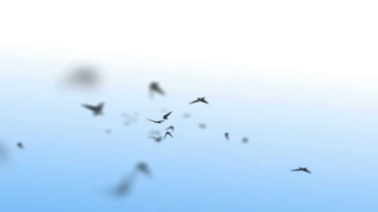 Birds Animation - YouTube