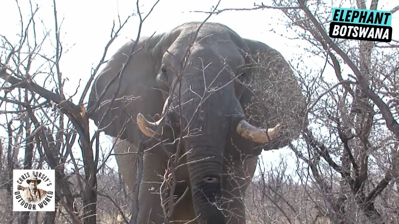 Exciting Finish to Botswana Hunt for a Giant Elephant - YouTube