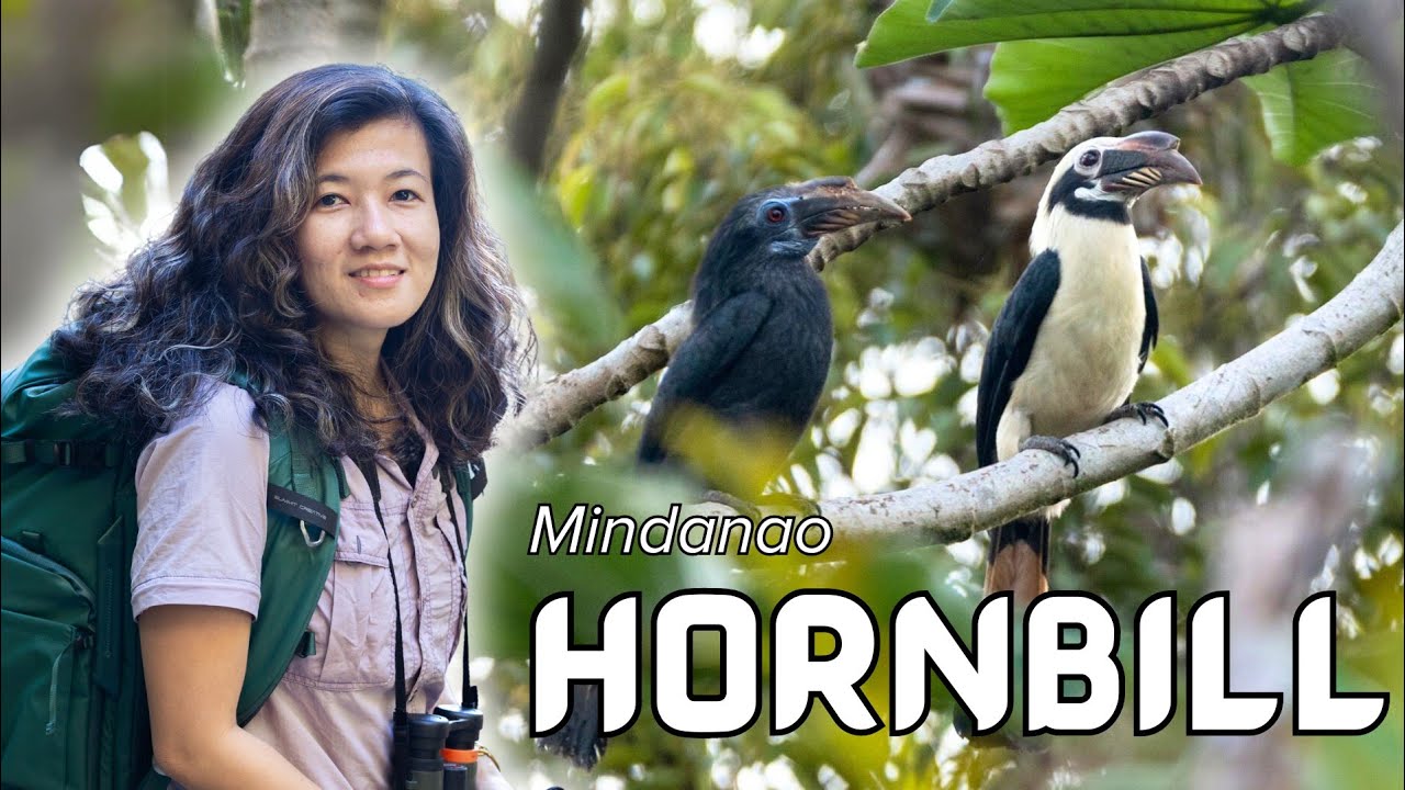 #BirdsofthePhilippines: Tariktik / Mindanao Hornbill (𝘗𝘦𝘯𝘦𝘭𝘰𝘱𝘪𝘥𝘦𝘴 ...