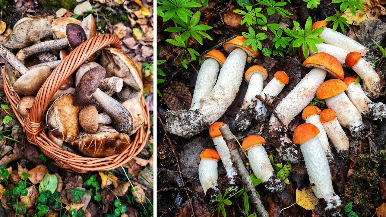 HUBY 2024 - kozákové šialenstvo / rastú pekné kozáky hrabové osikové ...