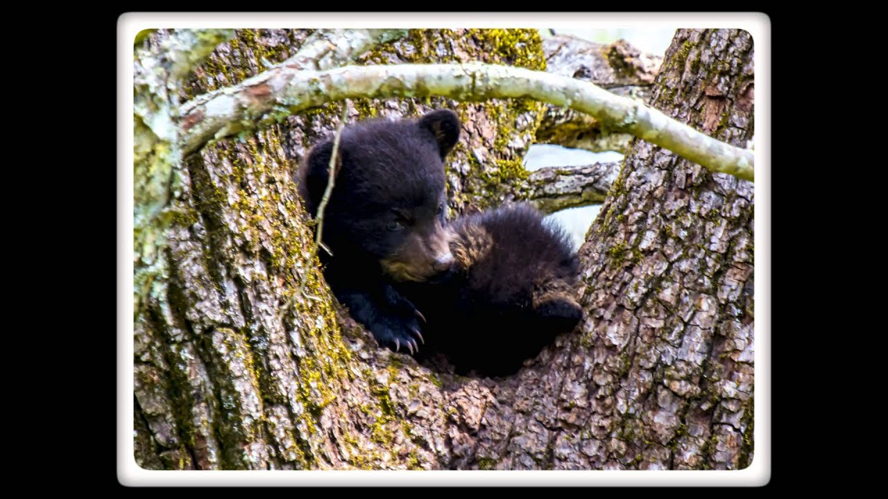 Baby bear cubs just waking up from their nap!! - YouTube