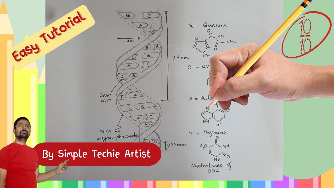 How to Draw Double Helix DNA Diagram | Step-by-Step Tutorial - YouTube